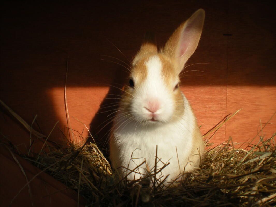 Dutch For Sale | Rabbits | Breed Information | Omlet