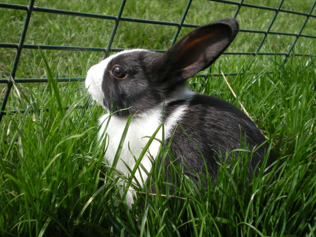 Dutch For Sale | Rabbits | Breed Information | Omlet