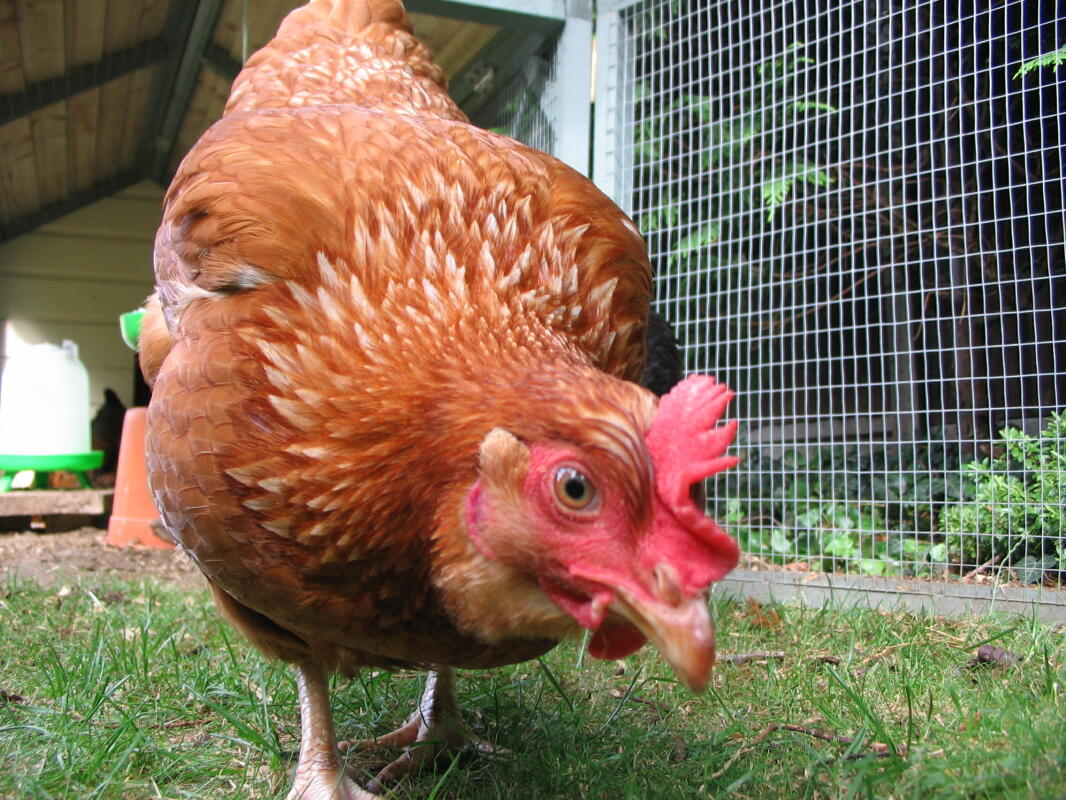 Hybrid For Sale | Chickens | Breed Information | Omlet