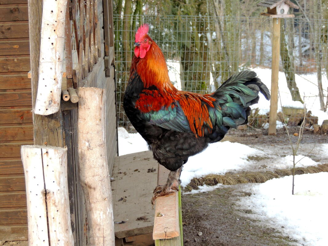 Marans For Sale | Chickens | Breed Information | Omlet