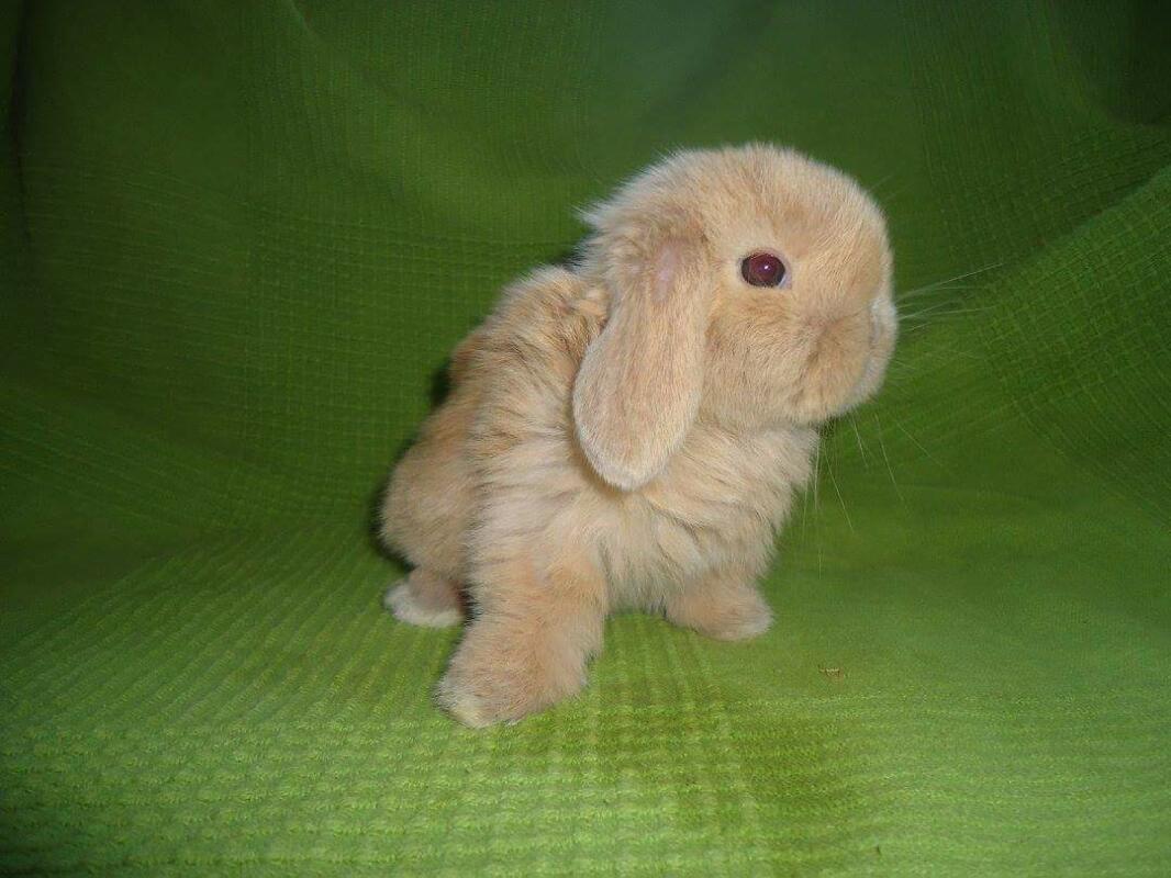 Mini Lop For Sale | Rabbits | Breed Information | Omlet