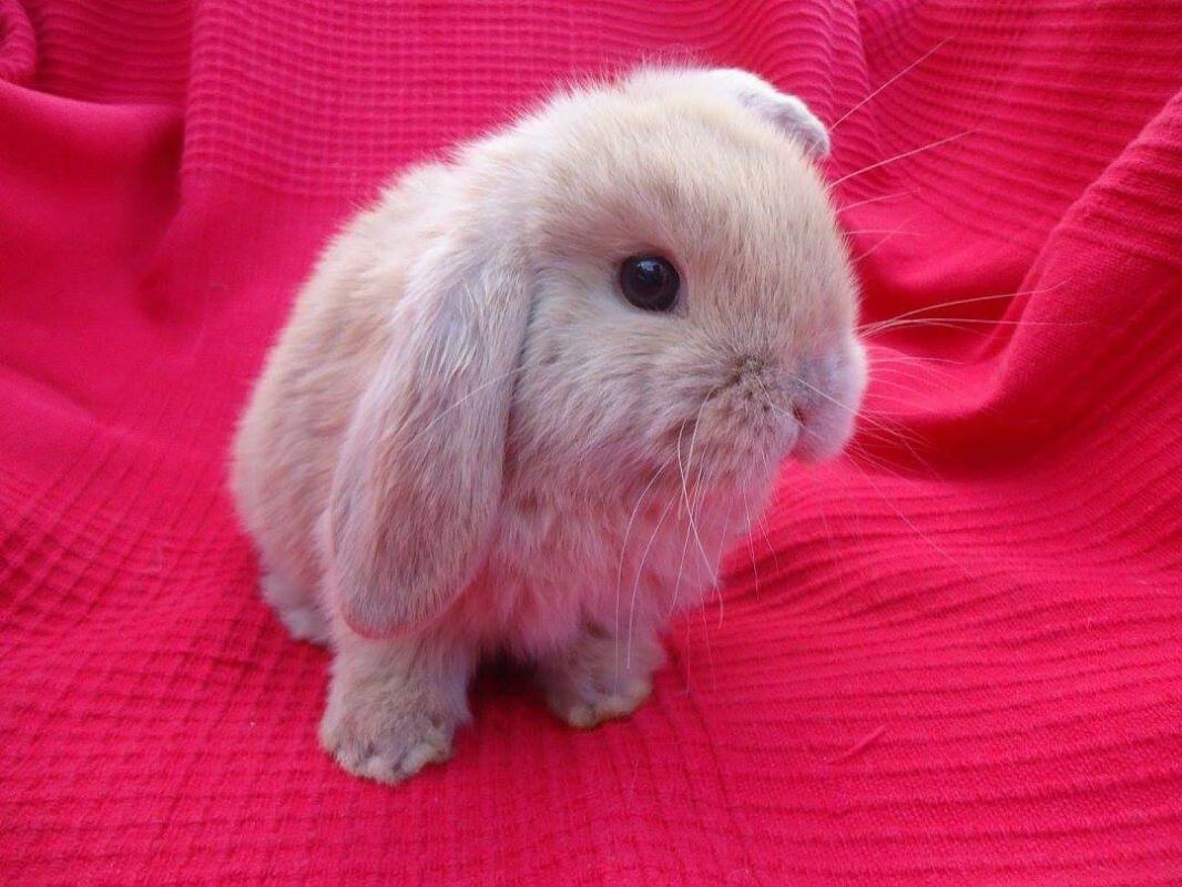 Mini Lop For Sale | Rabbits | Breed Information | Omlet