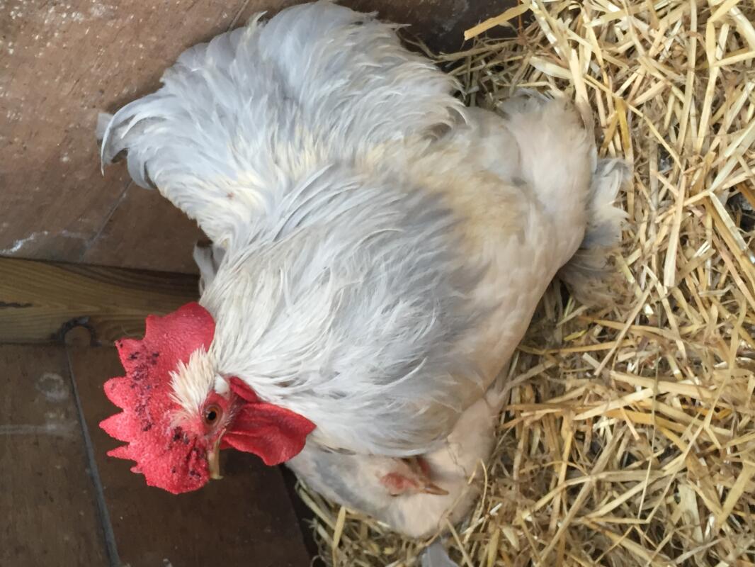 Pekin Bantam For Sale | Chickens | Breed Information | Omlet