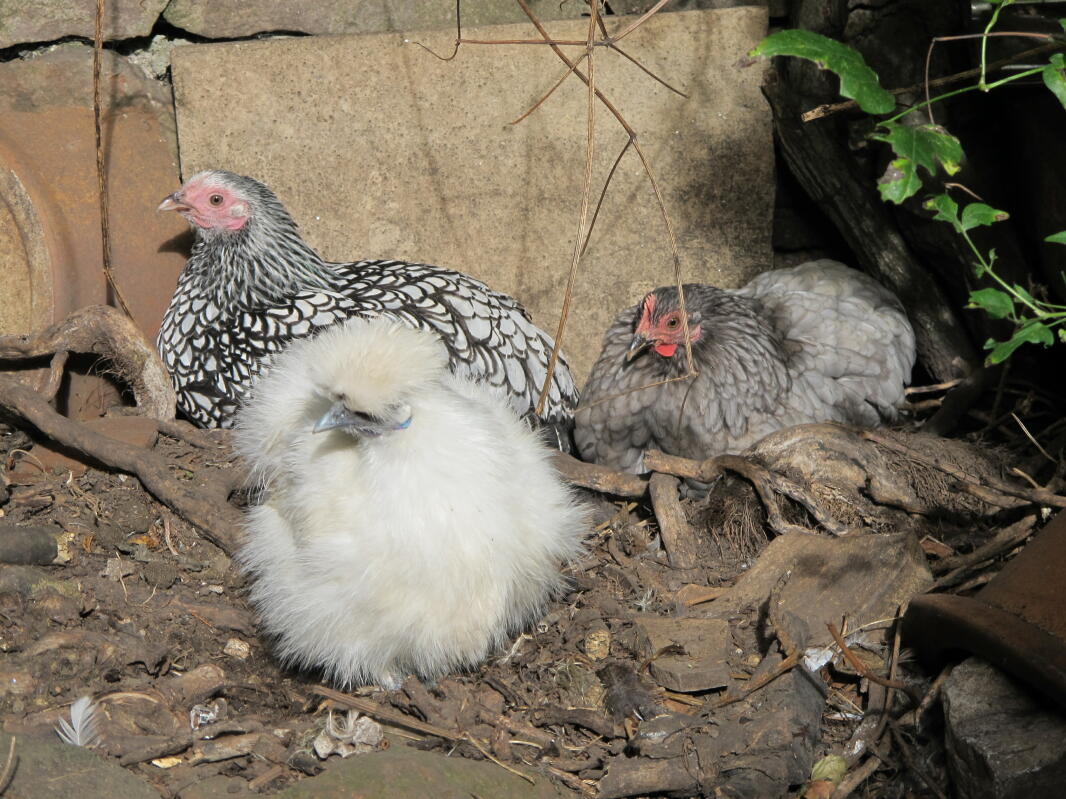 Pekin Bantam For Sale | Chickens | Breed Information | Omlet