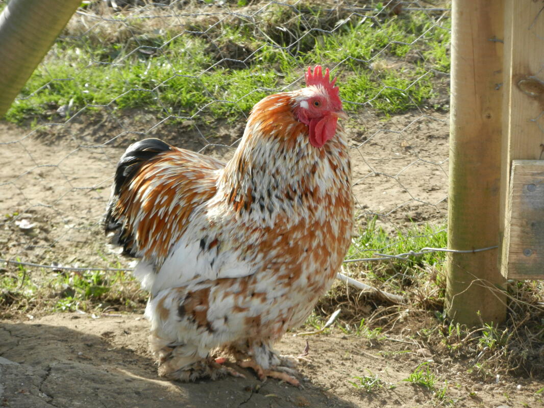 Pekin Bantam For Sale | Chickens | Breed Information | Omlet