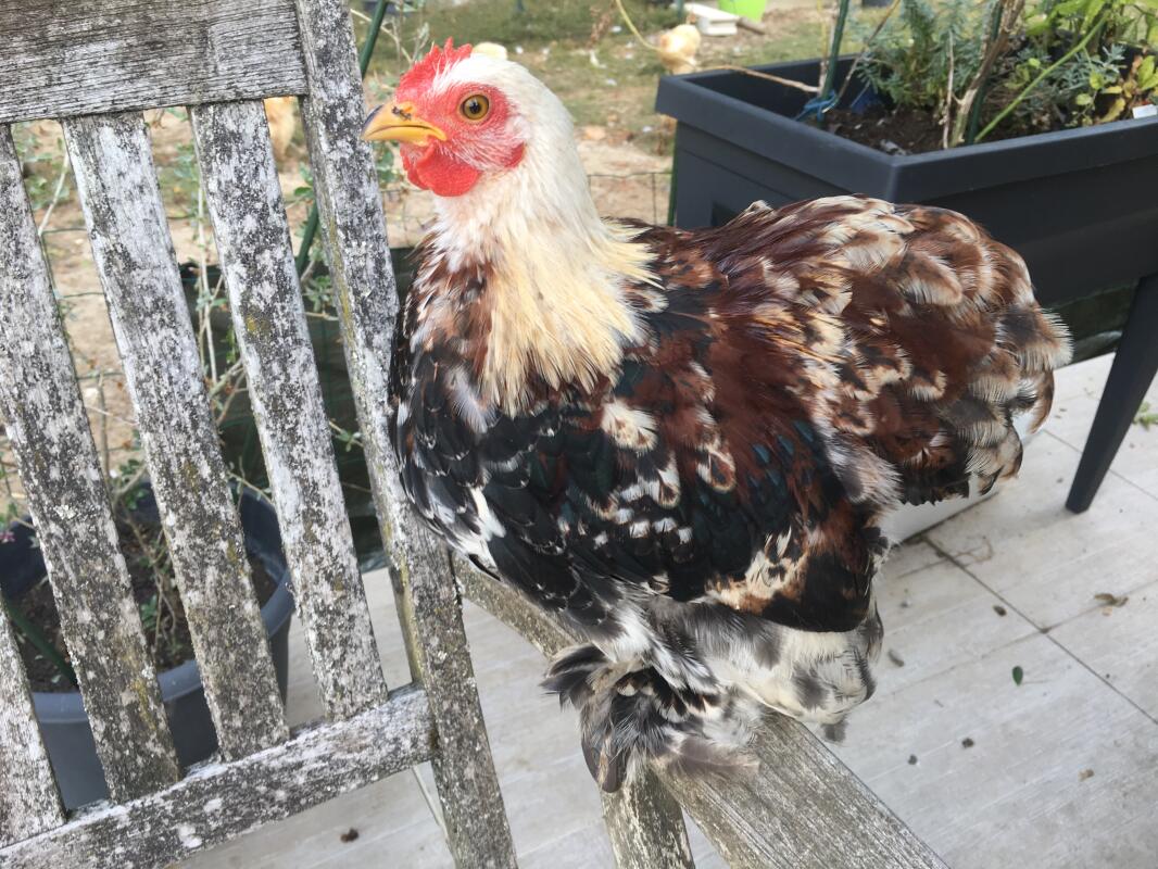 Pekin Bantam For Sale | Chickens | Breed Information | Omlet