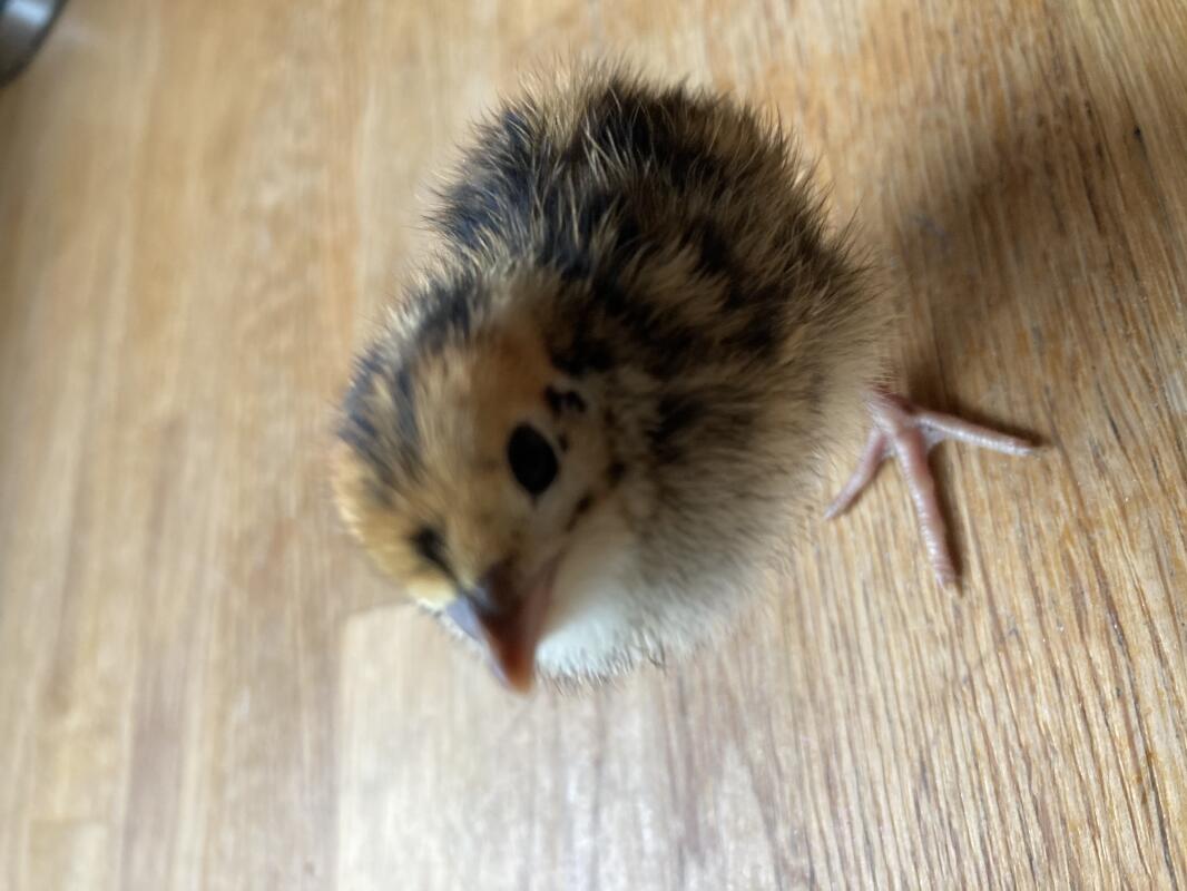 Looking after your Quail | Quail Care | Quails | Guide | Omlet US