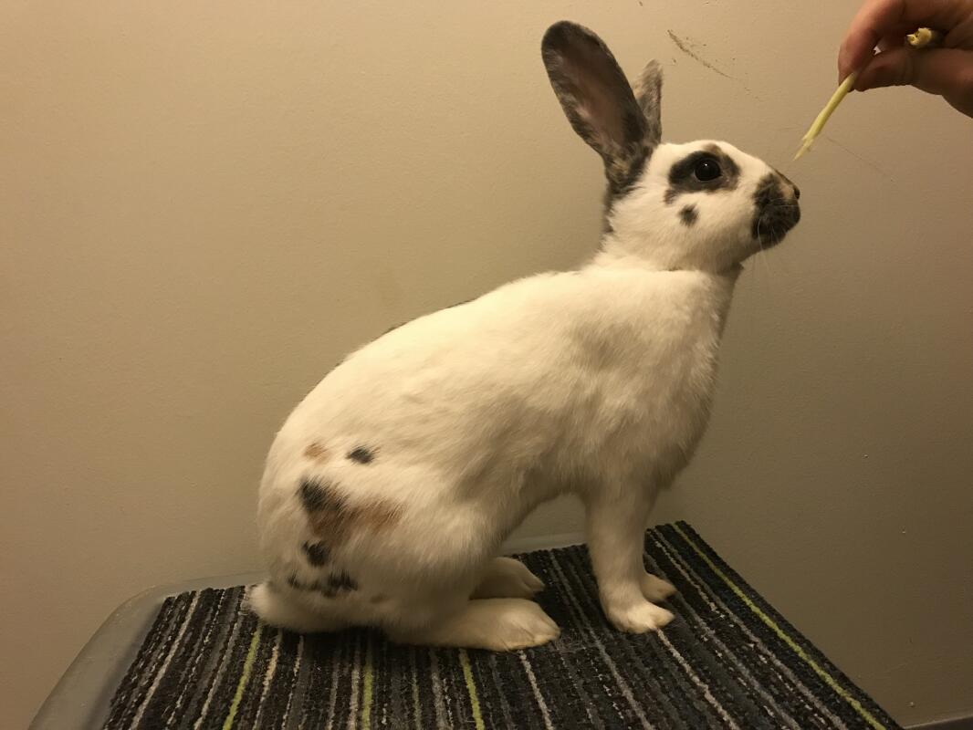 Rhinelander For Sale | Rabbits | Breed Information | Omlet