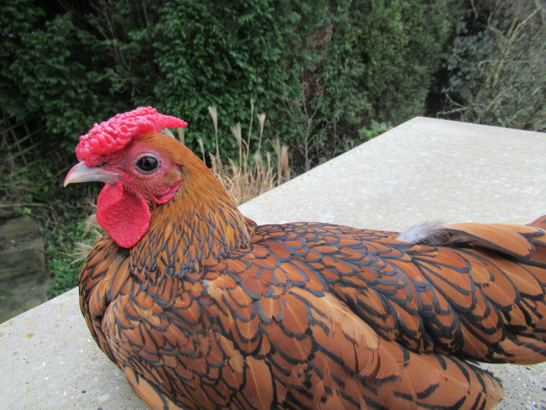 Sebright For Sale | Chickens | Breed Information | Omlet