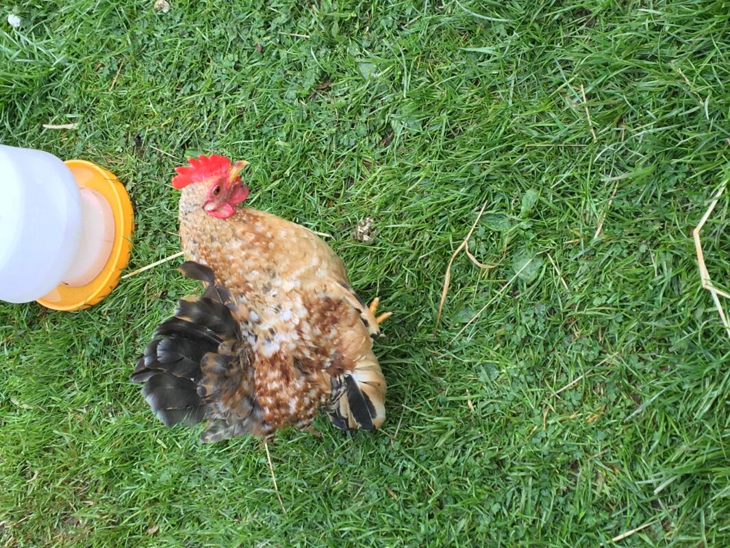 Serama For Sale | Chickens | Breed Information | Omlet