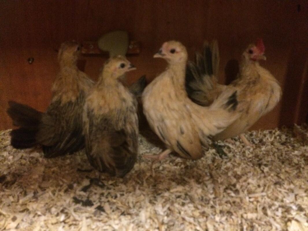 Serama For Sale | Chickens | Breed Information | Omlet