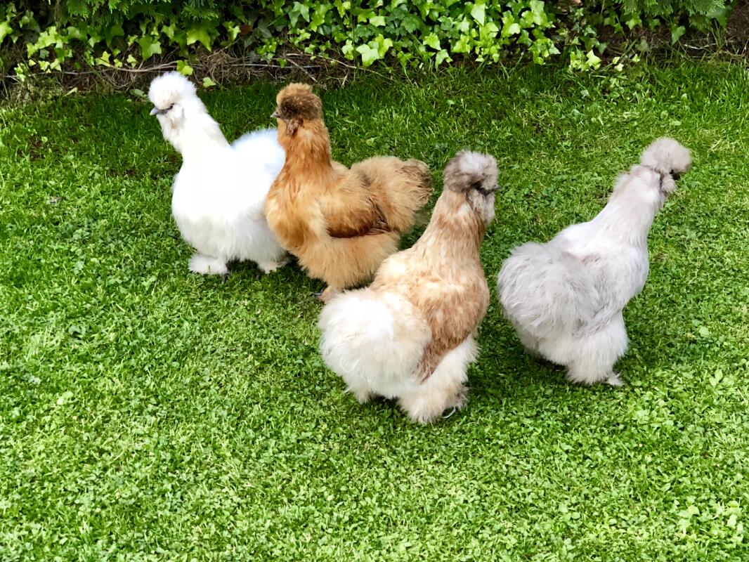 Silkie For Sale | Chickens | Breed Information | Omlet