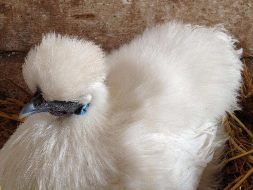 Silkie For Sale | Chickens | Breed Information | Omlet