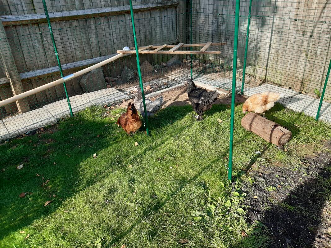 Walk in Chicken Run | Large Outdoor Chicken Enclosure