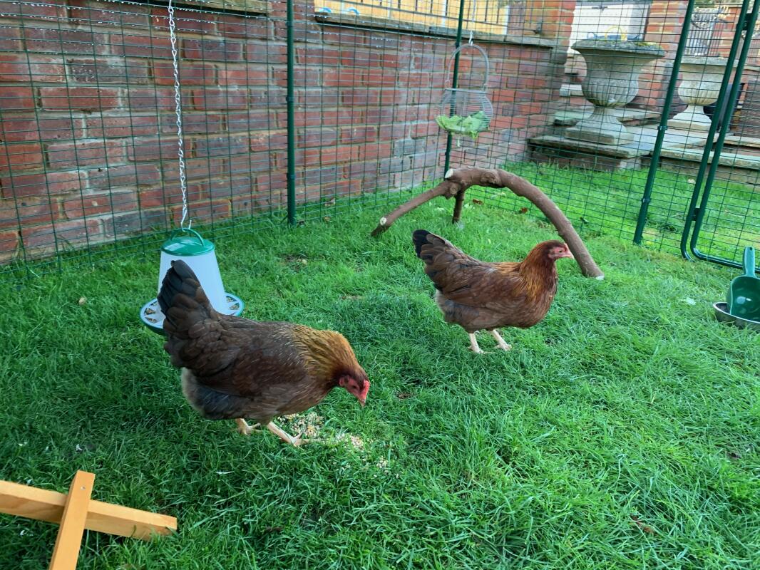 Walk in Chicken Run | Large Outdoor Chicken Enclosure