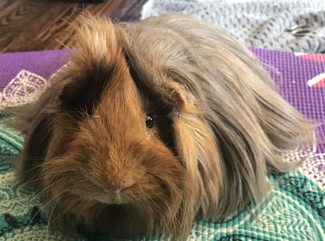 Peruvian For Sale | Guinea Pigs | Breed Information | Omlet