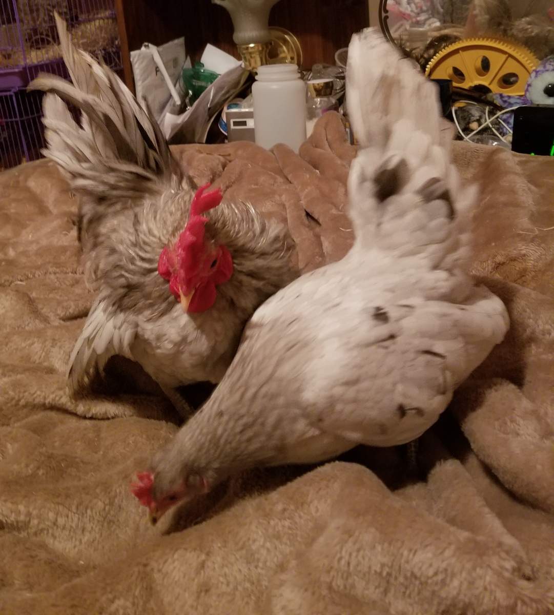 Serama For Sale | Chickens | Breed Information | Omlet
