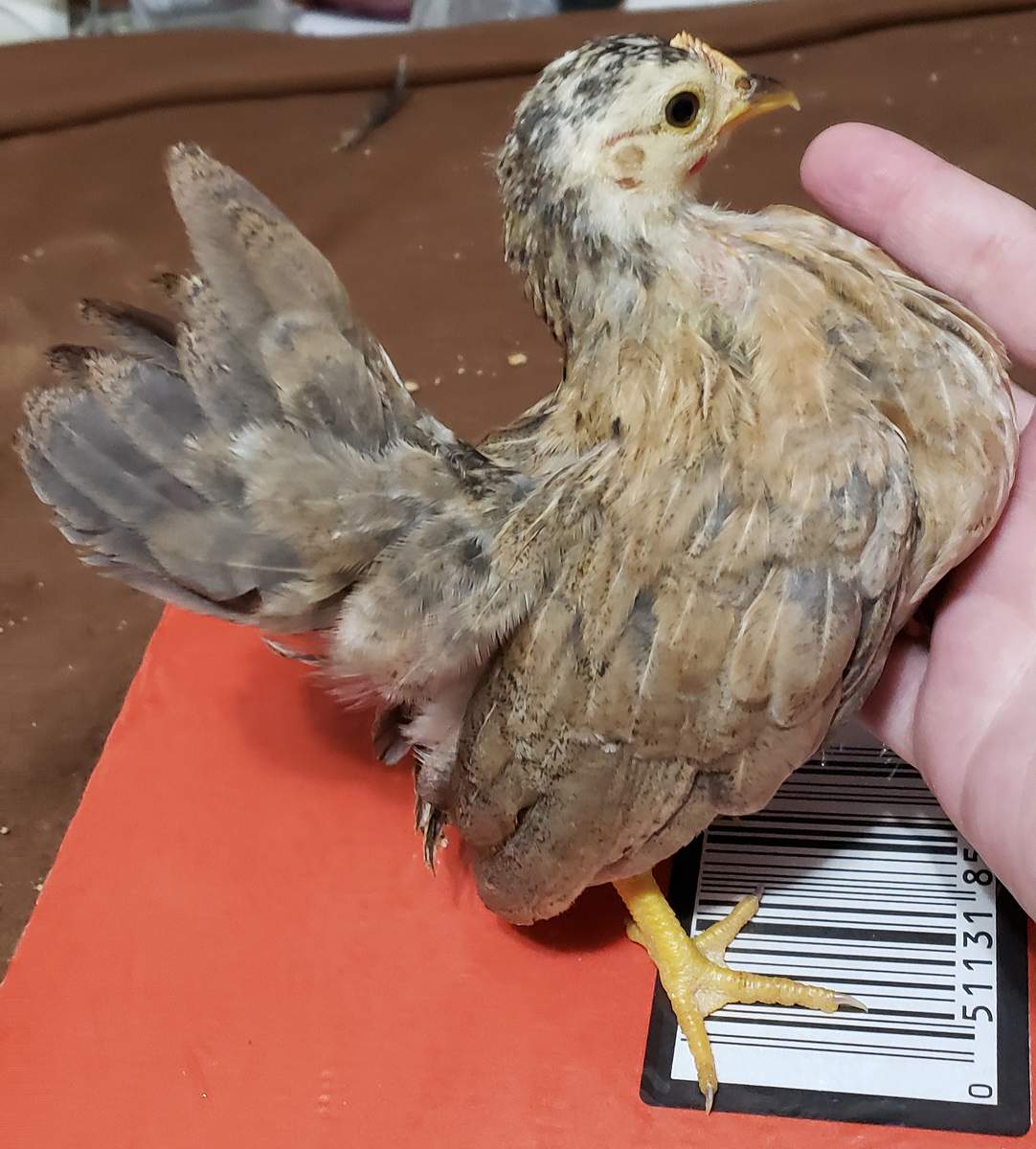 Serama For Sale | Chickens | Breed Information | Omlet