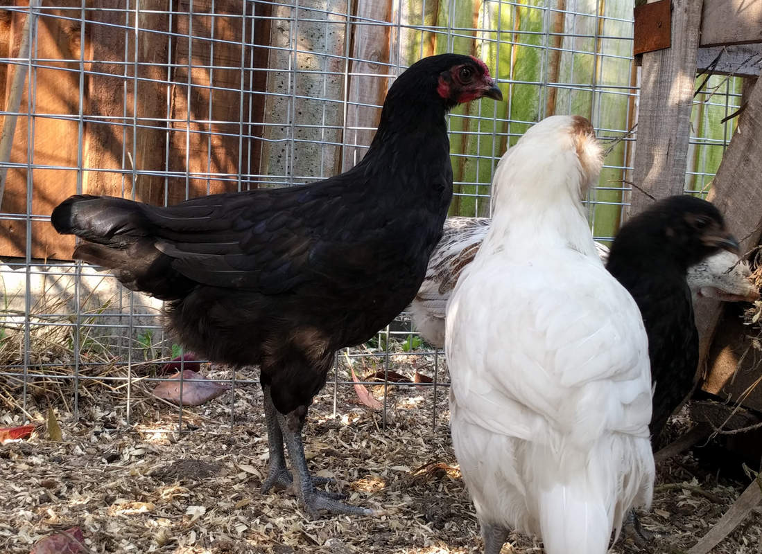Araucana For Sale | Chickens | Breed Information | Omlet