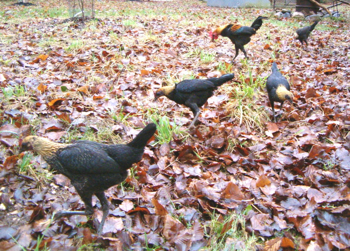 Modern Game For Sale | Chickens | Breed Information | Omlet