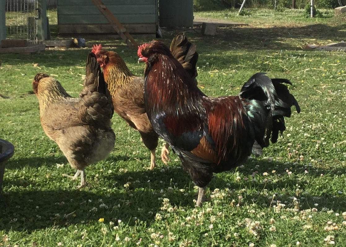 Araucana For Sale | Chickens | Breed Information | Omlet