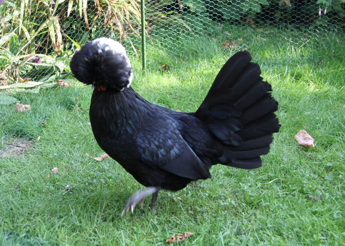 Booted Bantam For Sale | Chickens | Breed Information | Omlet