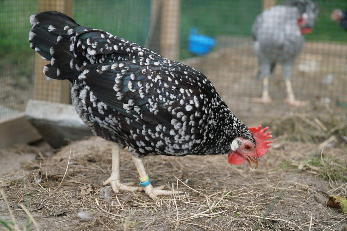 Ancona For Sale | Chickens | Breed Information | Omlet