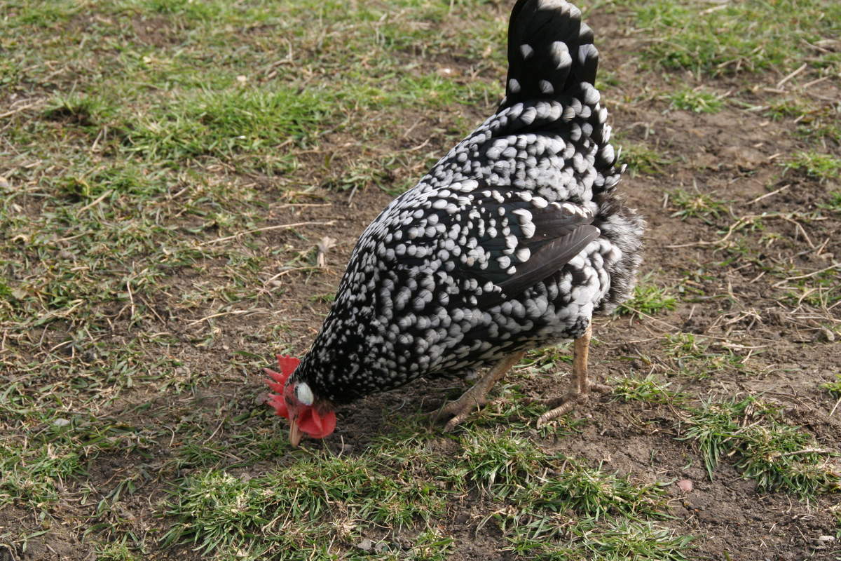 Ancona For Sale | Chickens | Breed Information | Omlet