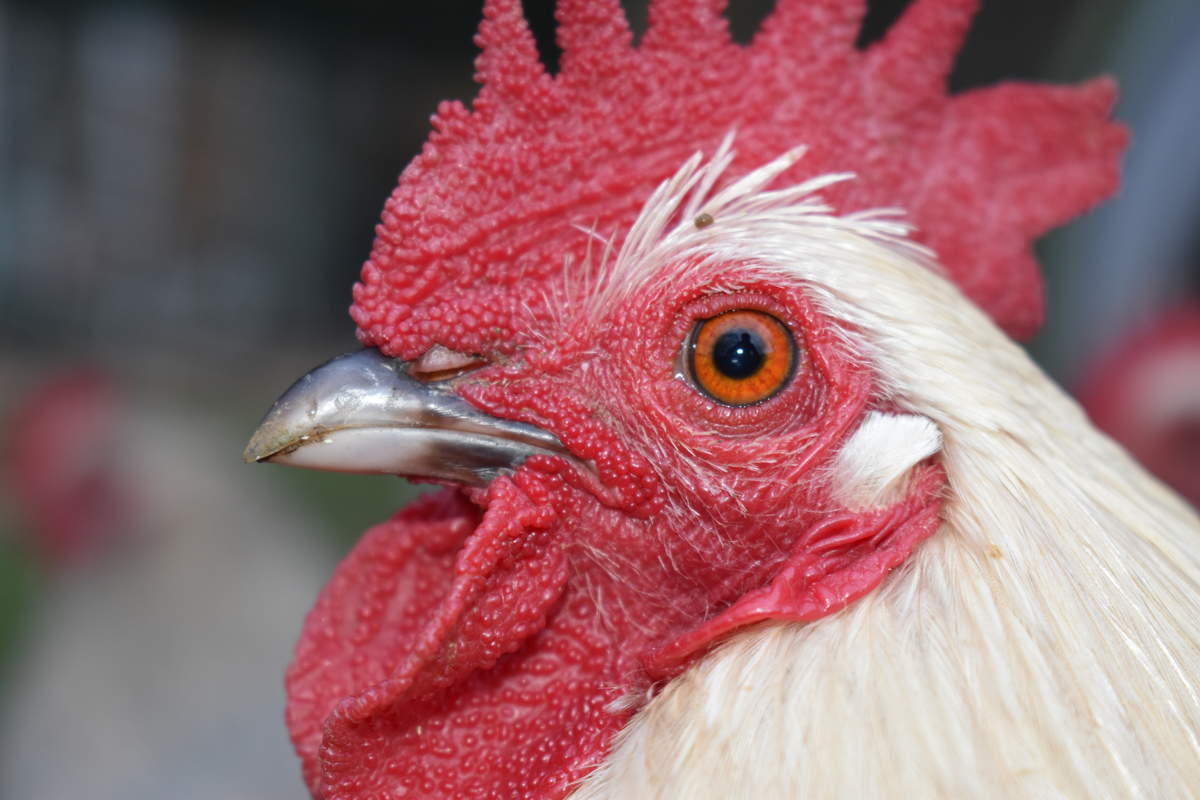 Booted Bantam For Sale | Chickens | Breed Information | Omlet