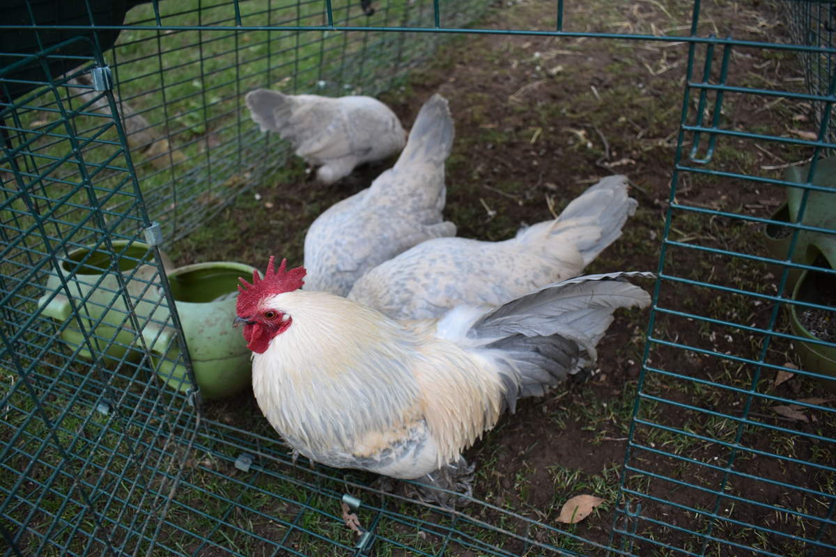 Booted Bantam For Sale | Chickens | Breed Information | Omlet