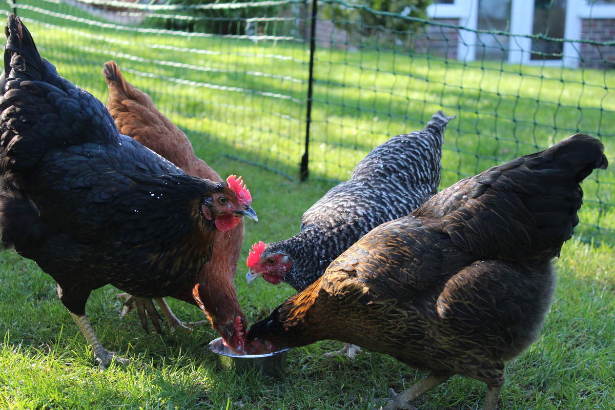 Hybrid For Sale | Chickens | Breed Information | Omlet