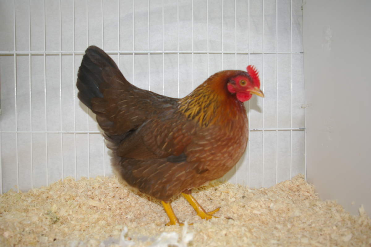 Welsummer For Sale | Chickens | Breed Information | Omlet