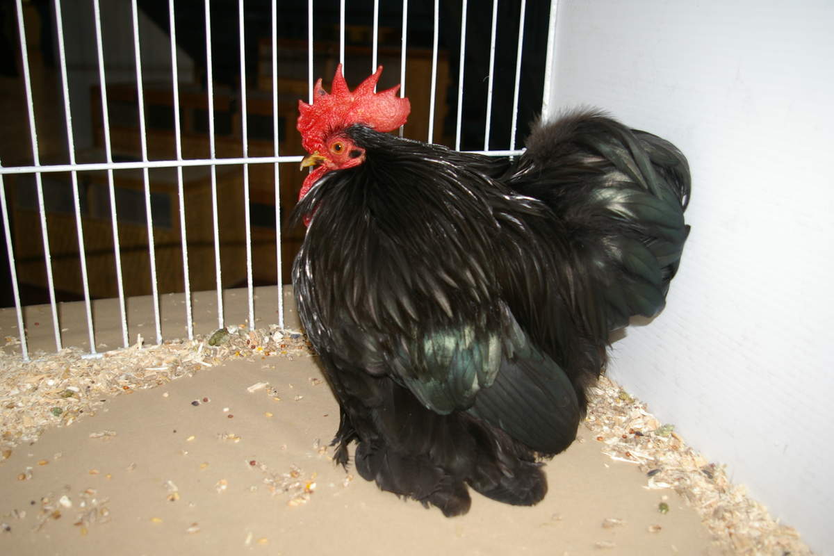 Pekin Bantam For Sale | Chickens | Breed Information | Omlet