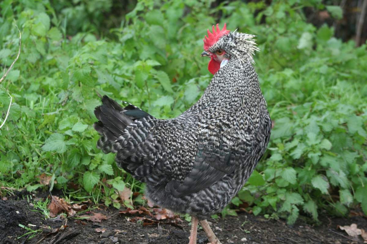 Araucana For Sale | Chickens | Breed Information | Omlet