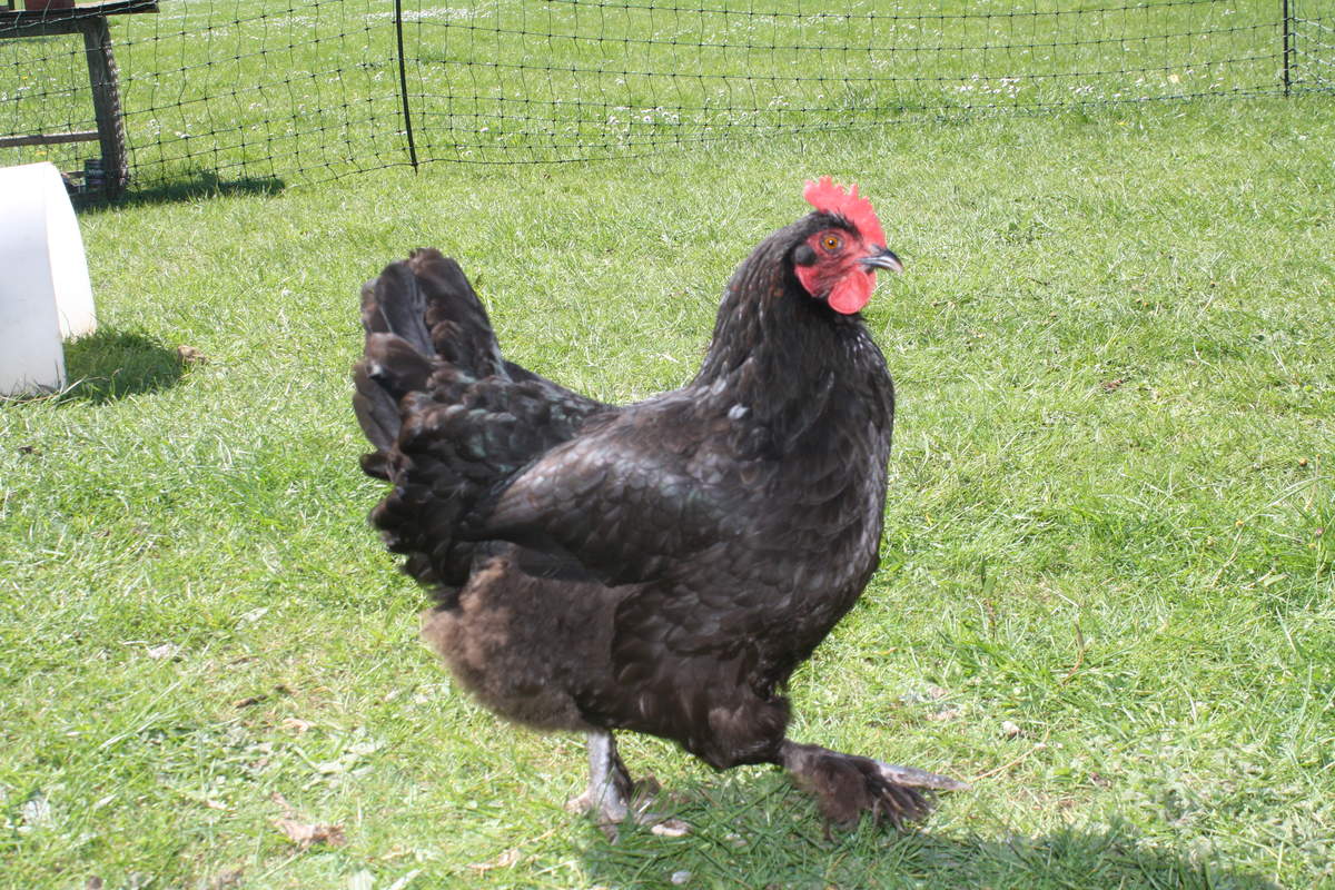 Marans For Sale | Chickens | Breed Information | Omlet