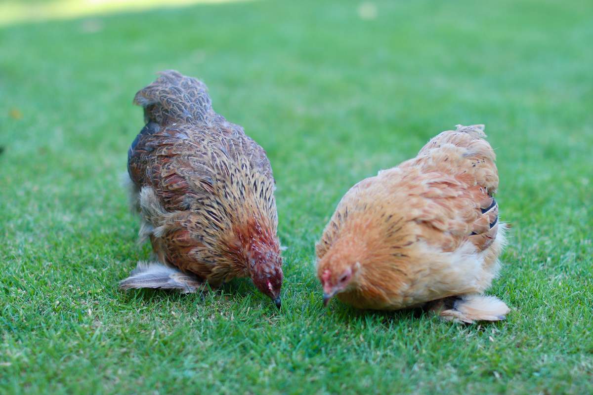 Pekin Bantam For Sale | Chickens | Breed Information | Omlet