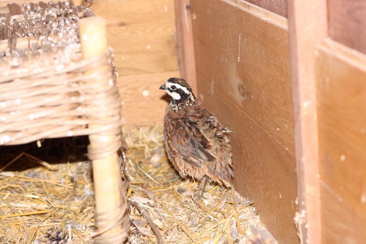 Looking after your Quail | Quail Care | Quails | Guide | Omlet US