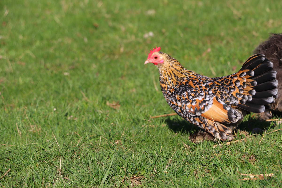 Booted Bantam For Sale | Chickens | Breed Information | Omlet