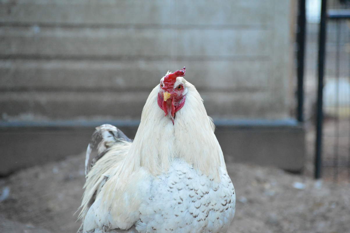 Hybrid For Sale | Chickens | Breed Information | Omlet