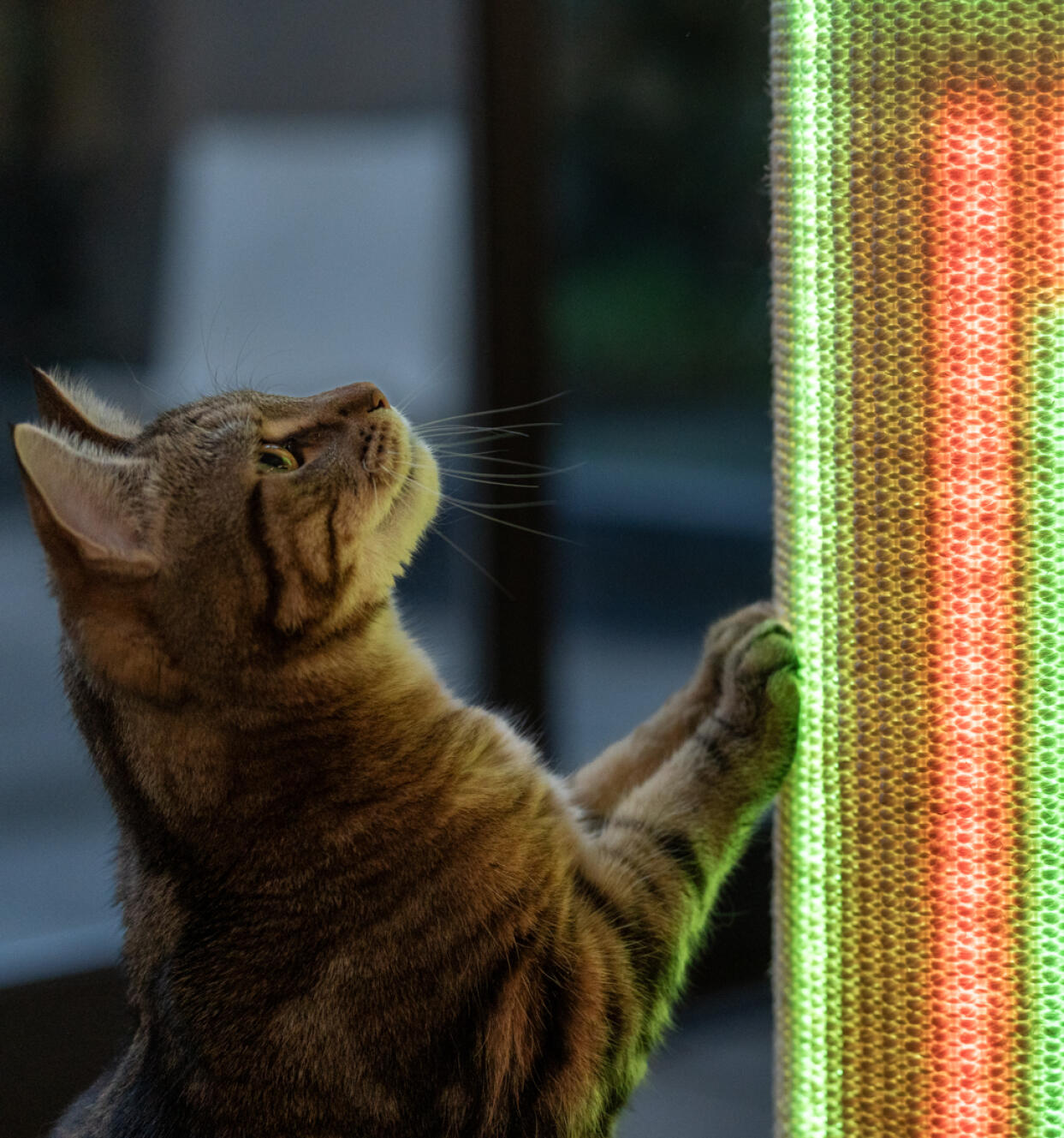 Omlet | Remarkable pet products designed to bring you closer