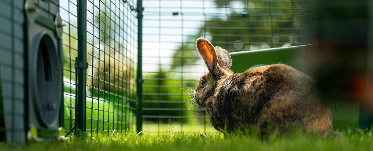 Rabbit Hutches, Rabbit Runs and Rabbit Tunnels | Omlet