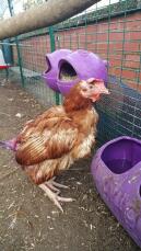 Ex-Battery Hen Chickens | Ex-Battery Hen For Sale | Chicken Breeds