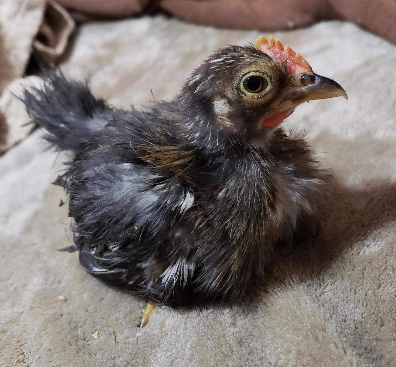 Serama For Sale | Chickens | Breed Information | Omlet
