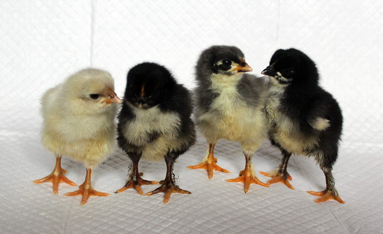 Marans For Sale | Chickens | Breed Information | Omlet