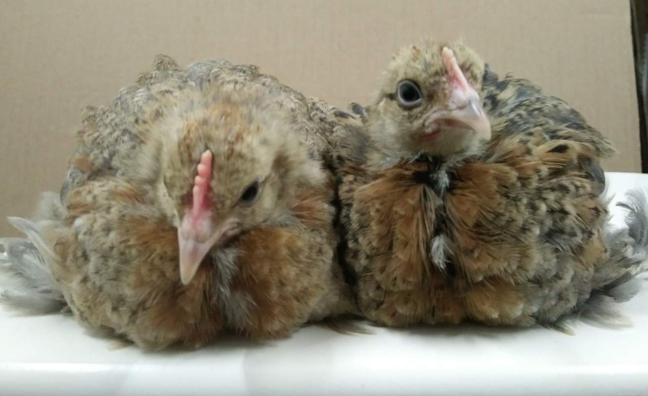 Pekin Bantam For Sale | Chickens | Breed Information | Omlet