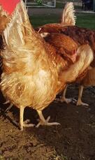 Hybrid Chickens | Hybrid For Sale | Chicken Breeds
