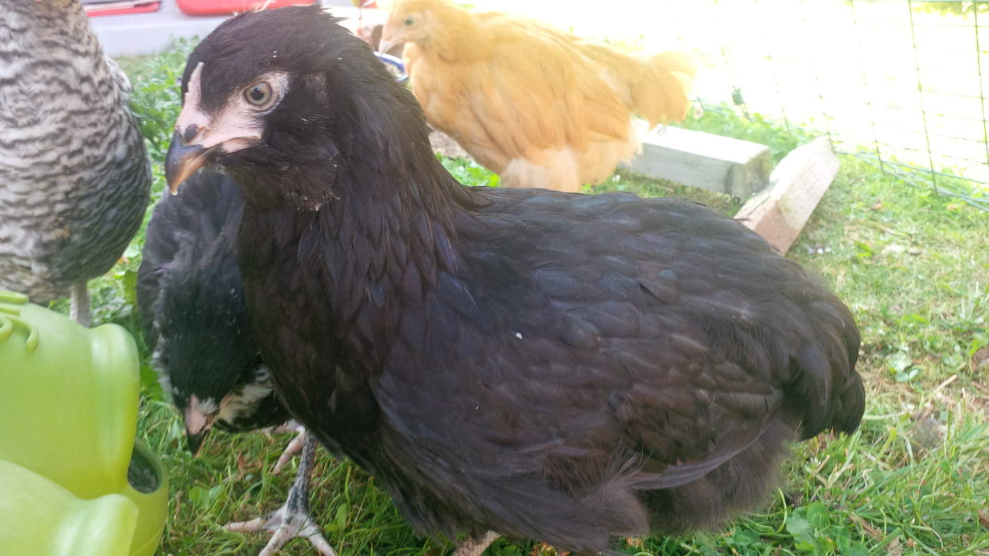 Araucana For Sale | Chickens | Breed Information | Omlet