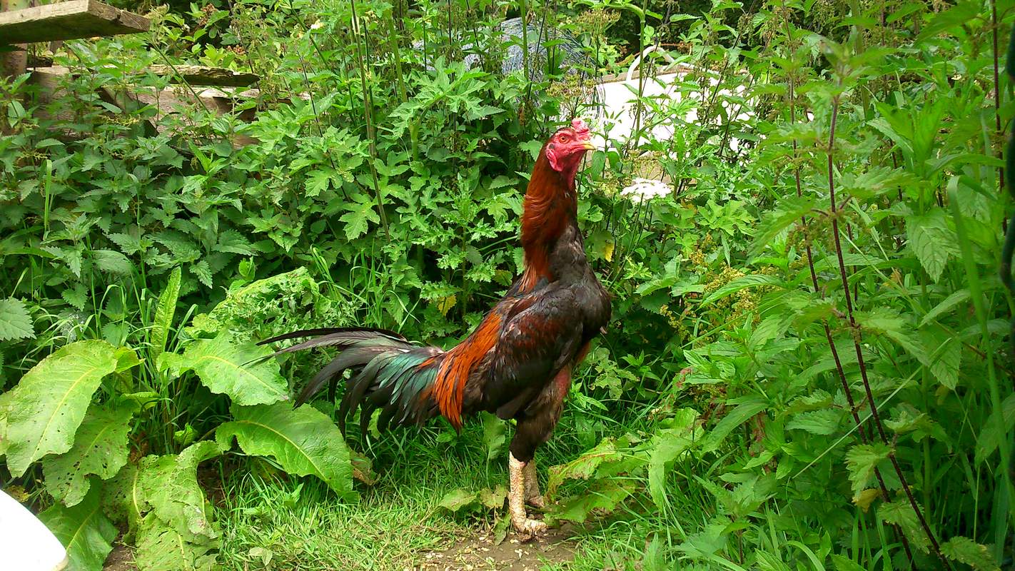 Asil For Sale | Chickens | Breed Information | Omlet