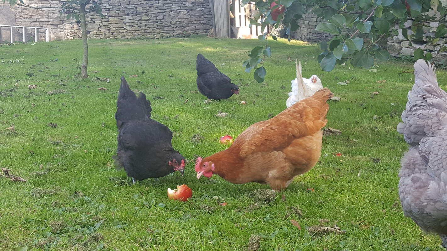 Hybrid For Sale | Chickens | Breed Information | Omlet