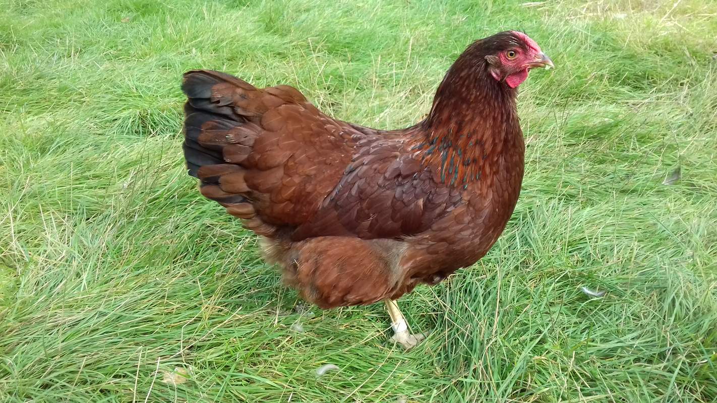 Hybrid For Sale | Chickens | Breed Information | Omlet